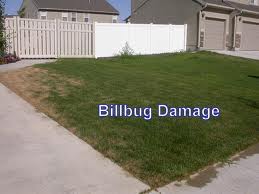 billbug-damage | Buddy Rodgers and Son Professional Lawn Care